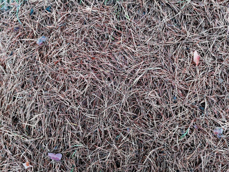 Abstract Texture in Cold Colors of Forest Elements Stock Image - Image ...