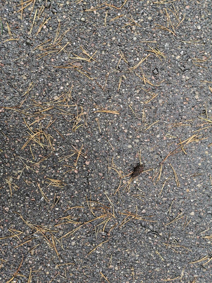 Abstract Texture in Cold Colors of Forest Elements Stock Image - Image ...