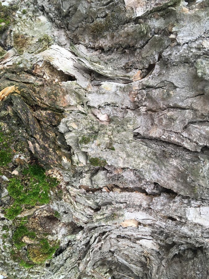 Abstract Texture Composition of a Large Tree Bark. Stock Photo - Image ...