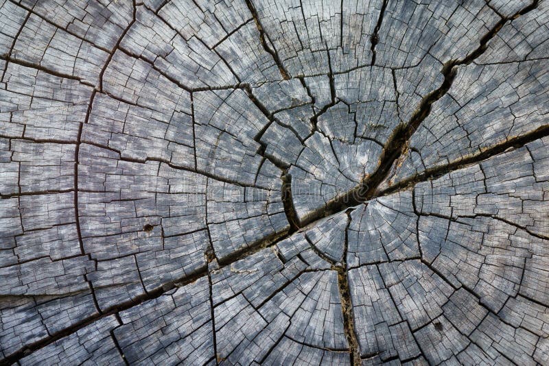 Abstract Texture of a Cracked Tree ,texture Heartwood Backgroun Stock ...