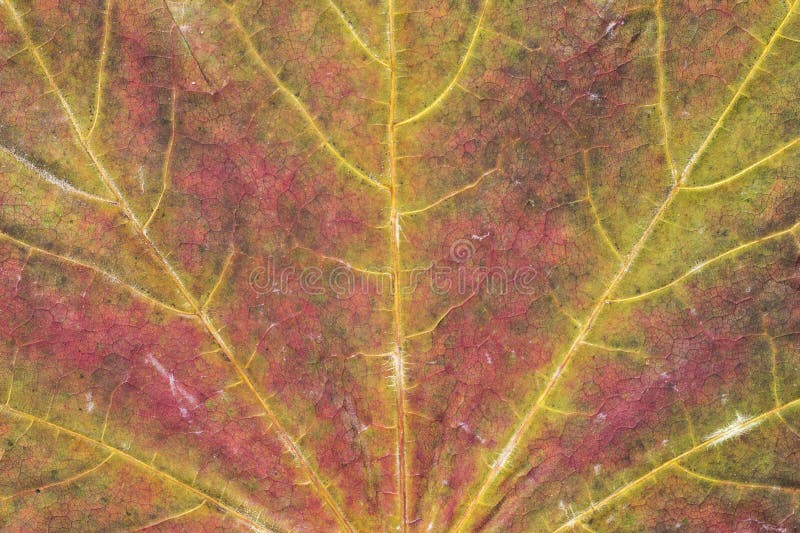 The Abstract Texture of the Dried Autumnal Leaf. Detailed Maple Leaf ...