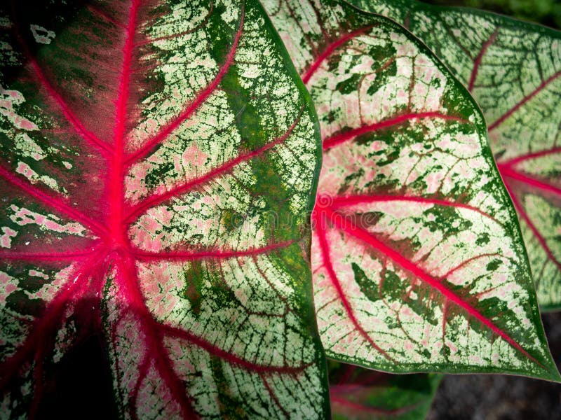 Abstract of Texture Fancy Leaved Caladium Leaves Stock Image - Image of ...