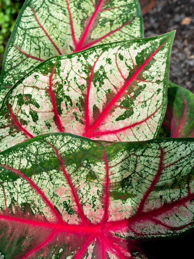 Abstract of Texture Fancy Leaved Caladium Leaves Stock Image - Image of ...