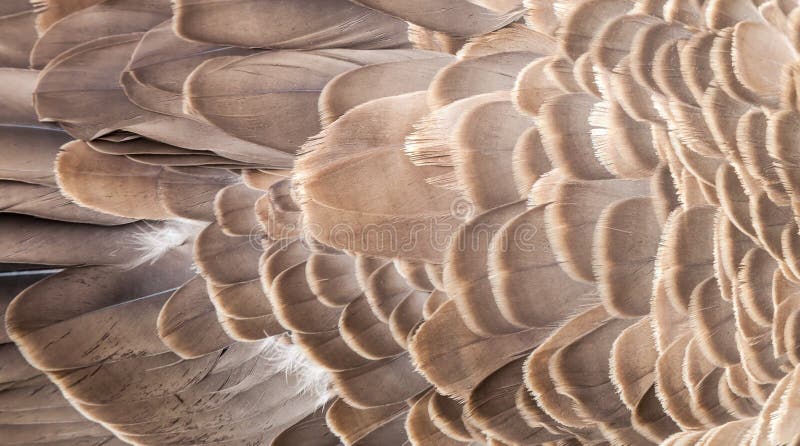 Abstract Texture of Feathers on the Back of Canada Goose Stock Image ...