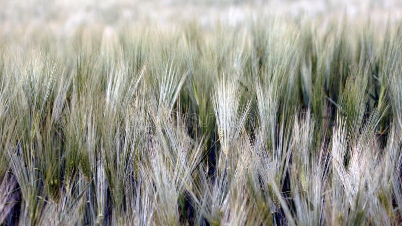 Wheat texture. stock image. Image of nature, cultivation - 186005279