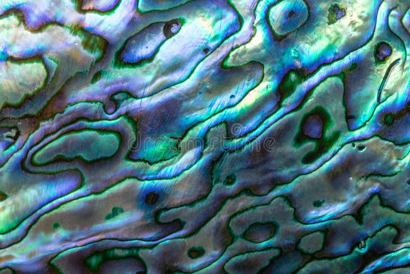 The Abstract Texture of Haliotis Iris Also Known As Paua Abalone or ...