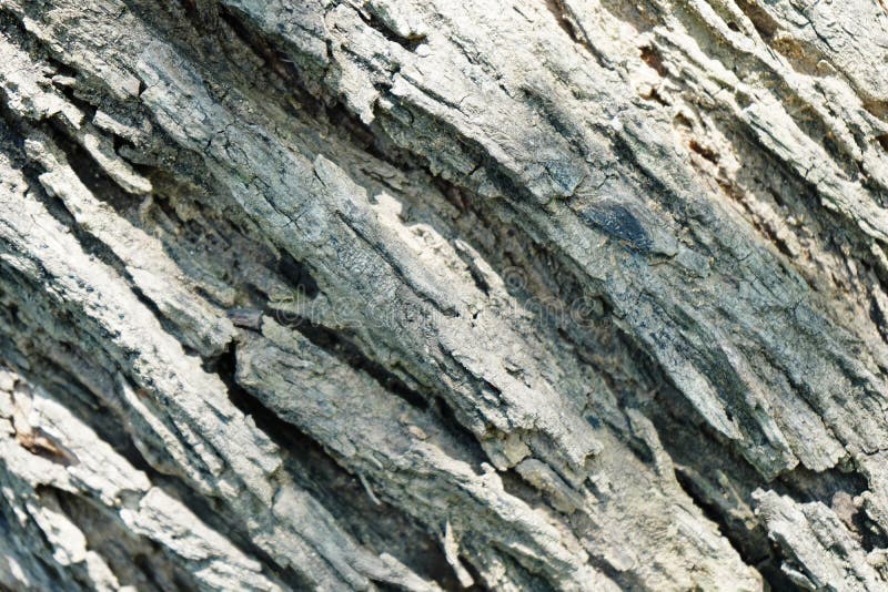 A Abstract and Texture Images of Tree Trunk with Macro Details Stock ...