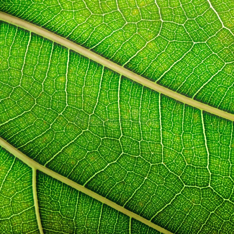 Abstract Texture Leaf, Natural Structure of Leaves, Eco Background ...