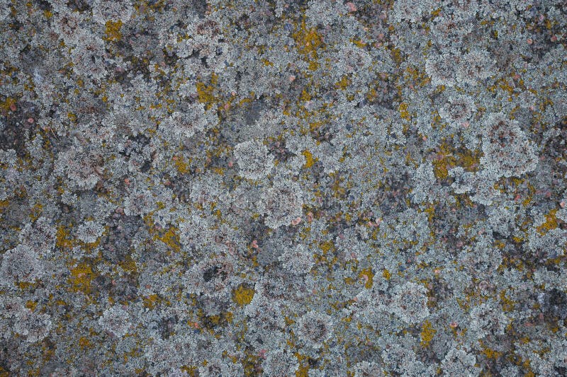 Abstract Texture of Lichen on Concrete or Stone Stock Image - Image of ...