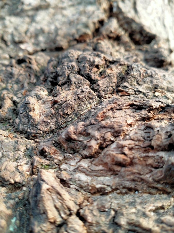 2,311 Mango Tree Texture Stock Photos - Free & Royalty-Free Stock ...