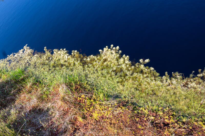 Abstract Texture of Marsh Grass and Pollen in Marsh Lake Stock Image ...