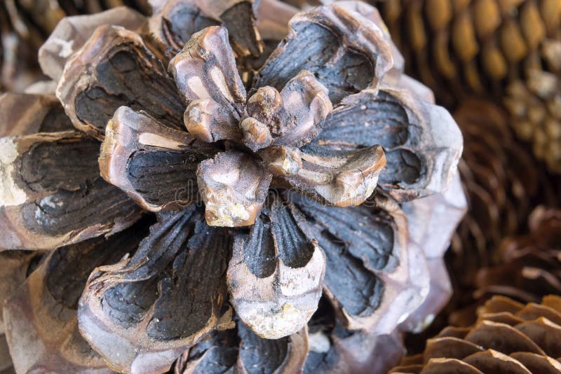 Abstract Texture of the Old Coniferous Cone Closeup Stock Photo - Image ...