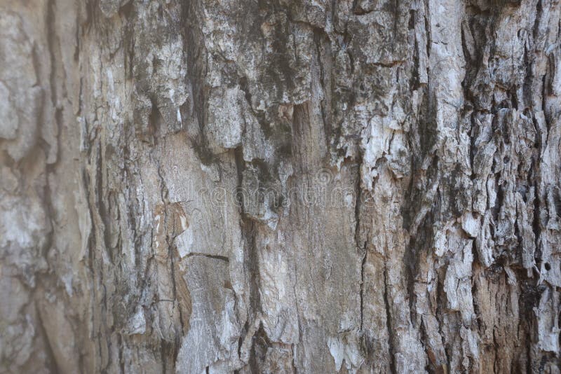 Abstract Texture Old Tree, Tone, Vintage, Photo for Background Stock ...