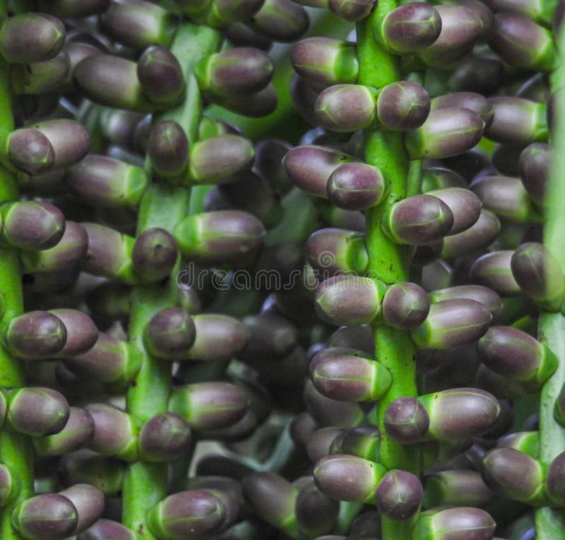 Abstract, Texture, Palm Fruit Background Stock Photo - Image of ...