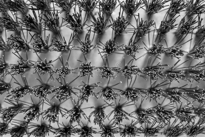 Bristle Texture Stock Photos - Download 3,427 Royalty Free Photos
