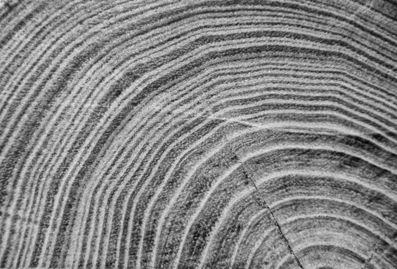Abstract Texture- Rings on the Wood Surface. Stock Image - Image of ...