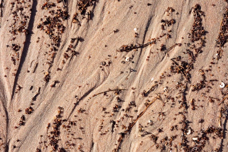 Abstract Texture of the Sandy Beach with the Traces of Small Creeks ...