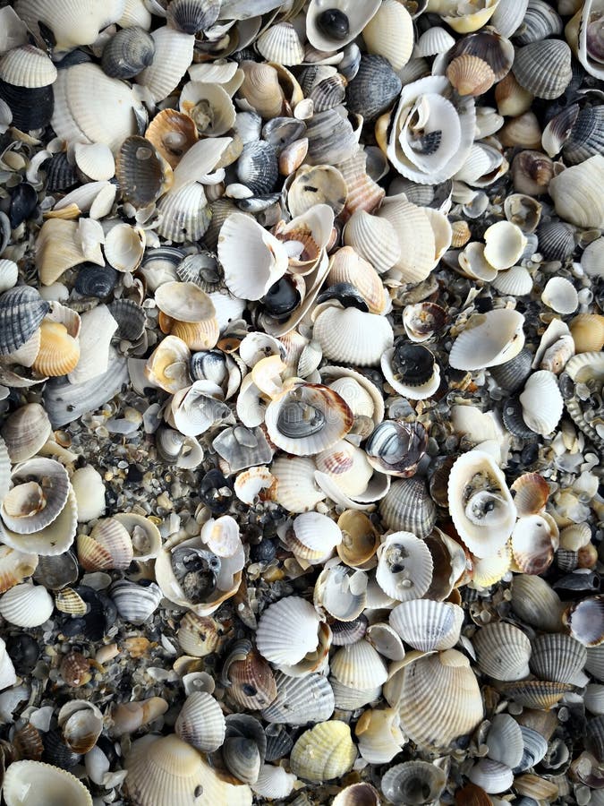 Abstract Texture of Sea Shells Stock Photo - Image of texture, beach ...