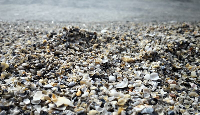Sea shells near water stock image. Image of abstract - 125631279