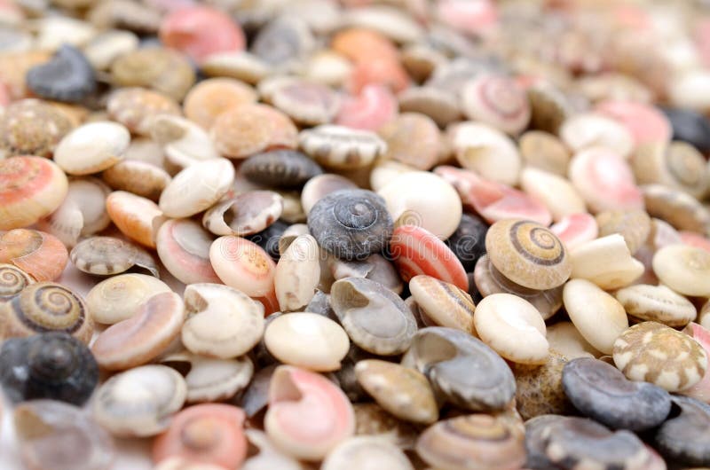 Abstract Texture of Shells. Stock Photo - Image of ocean, tourism ...