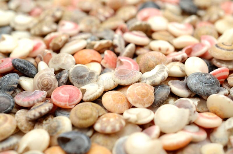 Abstract Texture of Shells. Stock Photo - Image of brown, beach: 189089224