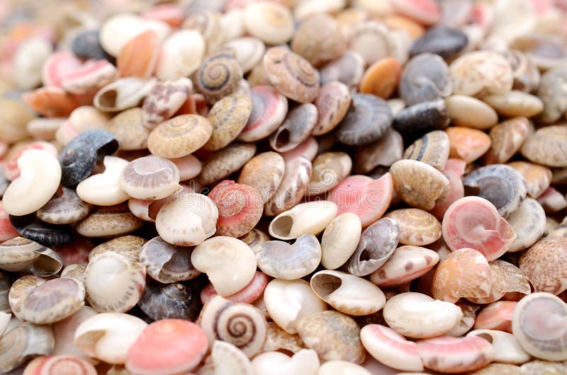 Abstract Texture of Shells. Stock Image - Image of coast, pattern ...