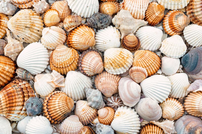 Abstract texture of shells stock photo. Image of brown - 31543676
