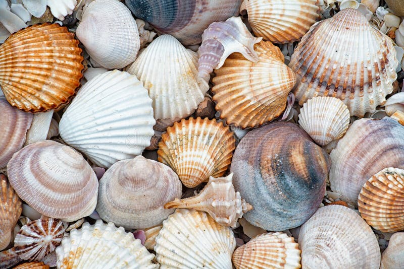 Abstract texture of shells stock image. Image of background - 31610513