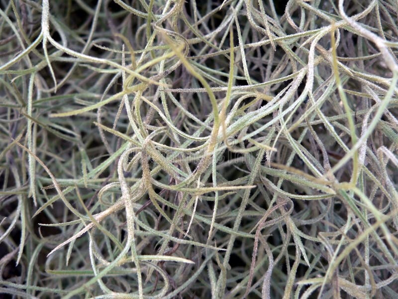 Abstract Texture - Spanish Moss 1 Stock Image - Image of nature, thick ...