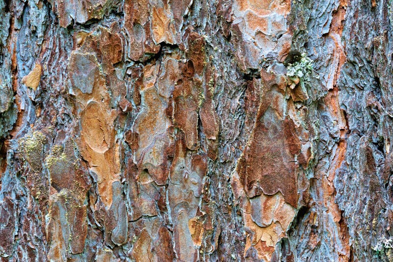 Abstract Texture of the Tree Bark Stock Photo - Image of outdoor, macro ...