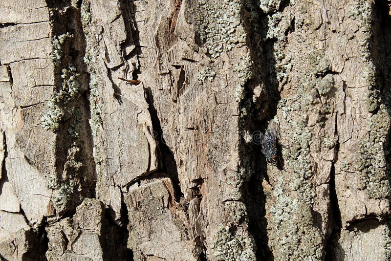 Abstract Texture of Tree Bark. Drawing Horizontally. Stock Image ...