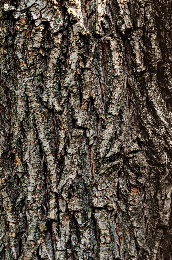 Abstract Texture - Tree Bark. Tree Bark in the Forest in Natural ...