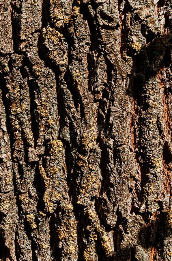 Abstract Texture - Tree Bark. Tree Bark in the Forest in Natural ...