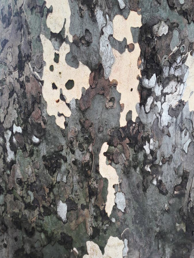 Abstract Texture in a Tree Bark Stock Image - Image of lines, abstract ...