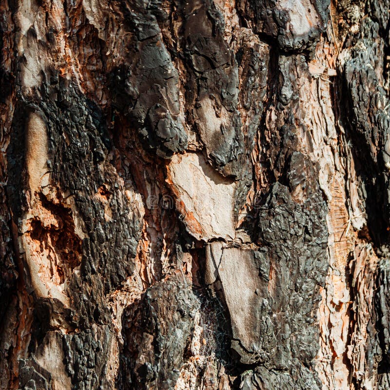 Abstract Texture - Tree Bark. Tree Bark in the Forest in Natural ...