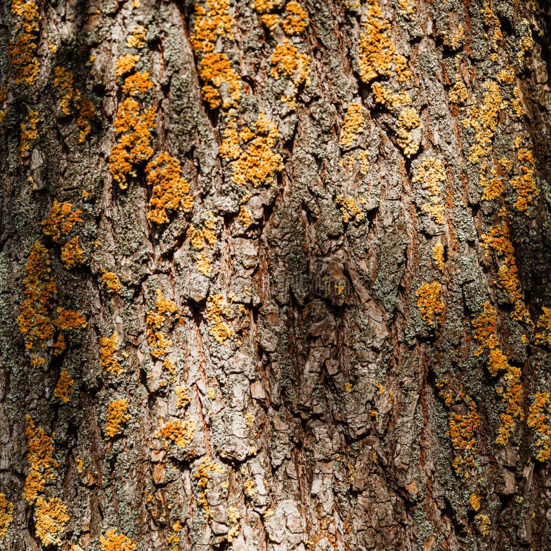 Abstract Texture - Tree Bark. Tree Bark in the Forest in Natural ...