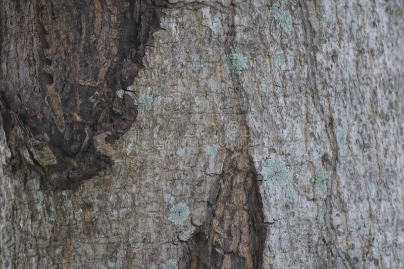 2,311 Mango Tree Texture Stock Photos - Free & Royalty-Free Stock ...