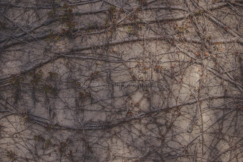Abstract Texture of a Tree Branch Curled Over a Stone, Background ...