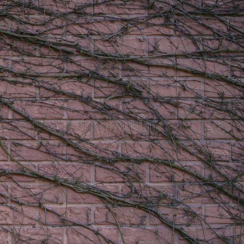 Abstract Texture of a Tree Branch Curled Over a Stone, Background ...