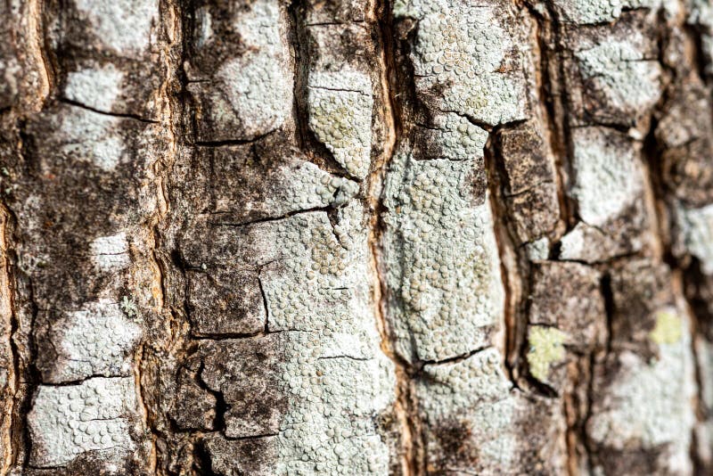 Abstract Texture, Abstract Tree Growth, Old Tree Trunk, Nature Prints ...