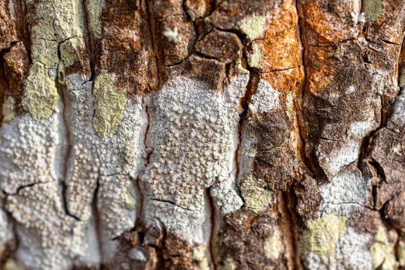 Abstract Texture, Abstract Tree Growth, Old Tree Trunk, Nature Prints ...