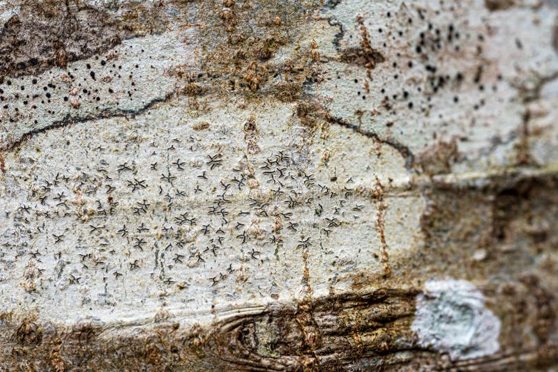 Abstract Texture, Abstract Tree Growth, Old Tree Trunk, Nature Prints ...