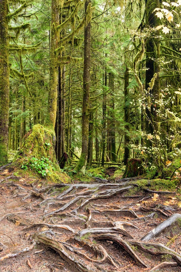 Crowded Roots Stock Photos - Free & Royalty-Free Stock Photos from ...