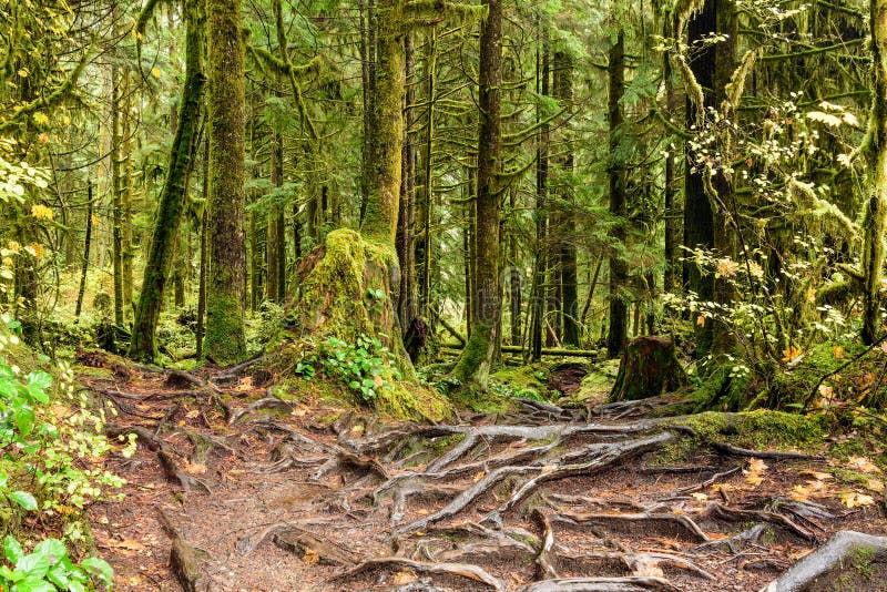 Crowded Roots Stock Photos - Free & Royalty-Free Stock Photos from ...