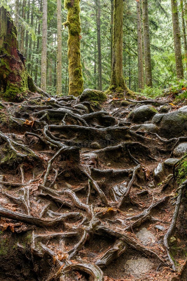 Crowded Roots Stock Photos - Free & Royalty-Free Stock Photos from ...