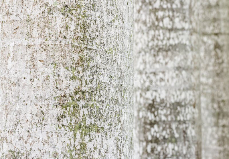 Abstract Texture of the Trunk of Palm Tree. Stock Photo - Image of palm ...