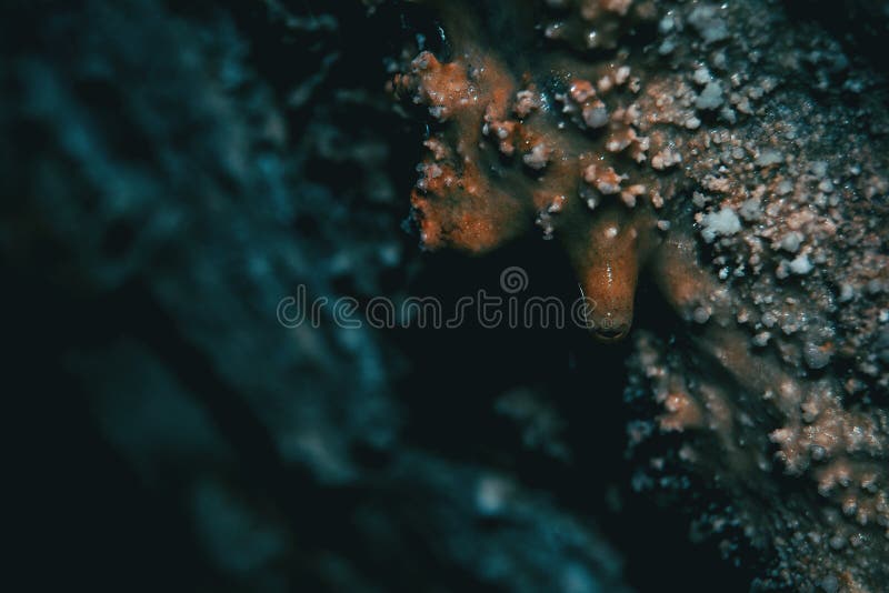 Abstract Texture of Wet Stone from Inside Cave Stock Image - Image of ...