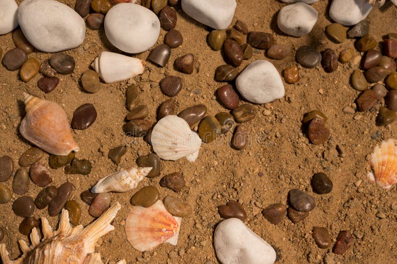 Sea shells and pebbles. stock photo. Image of smooth - 147727666