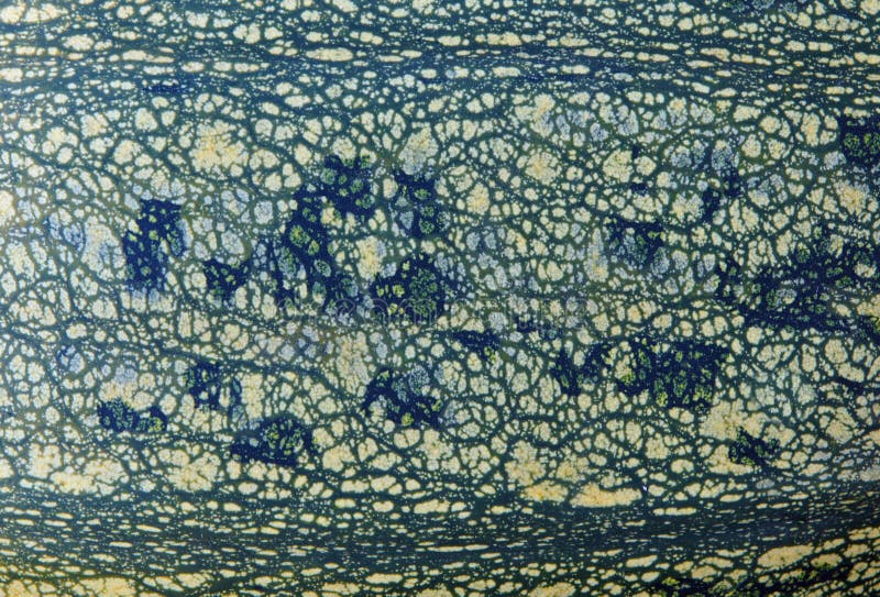 A Pumpkin Skin stock photo. Image of decorative, seasonal - 101449952