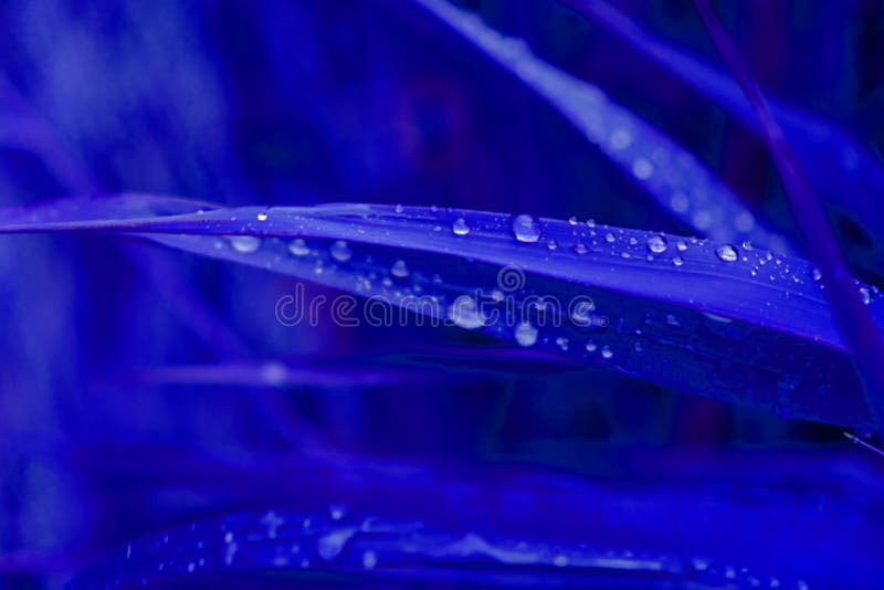 Abstract Textured Background Toned in Blue Color Grass Stock Image ...